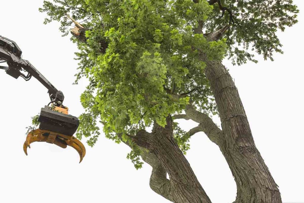 Home | Forester Tree Service