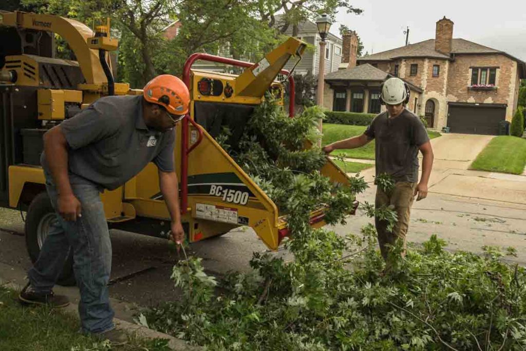 Home | Forester Tree Service