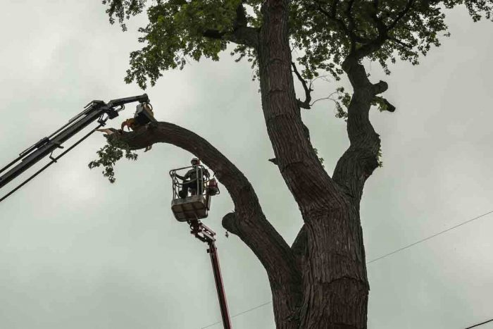 Home | Forester Tree Service