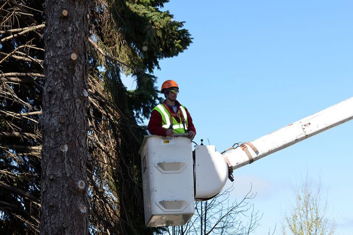 Home | Forester Tree Service