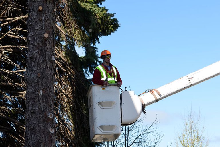 Home | Forester Tree Service