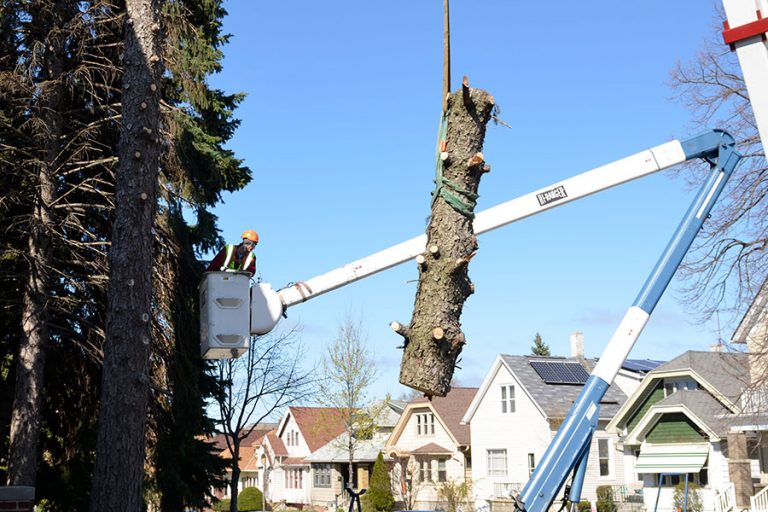 Home | Forester Tree Service